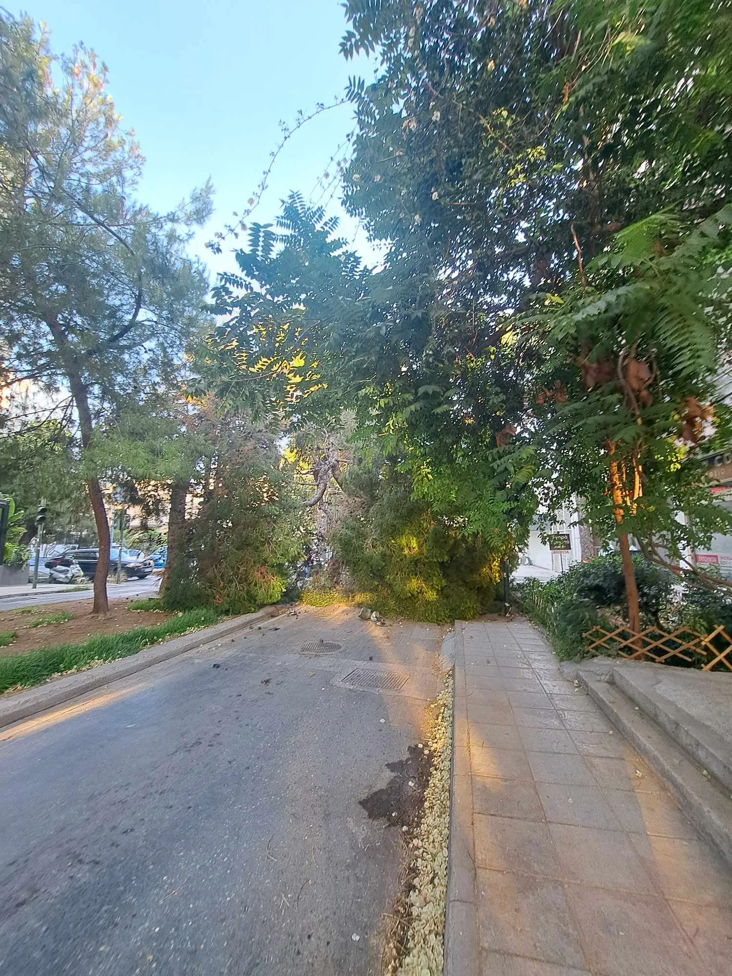 Γερασμένα δέντρα: Η αντίδραση της Αποκεντρωμένης - PATRIS.GR