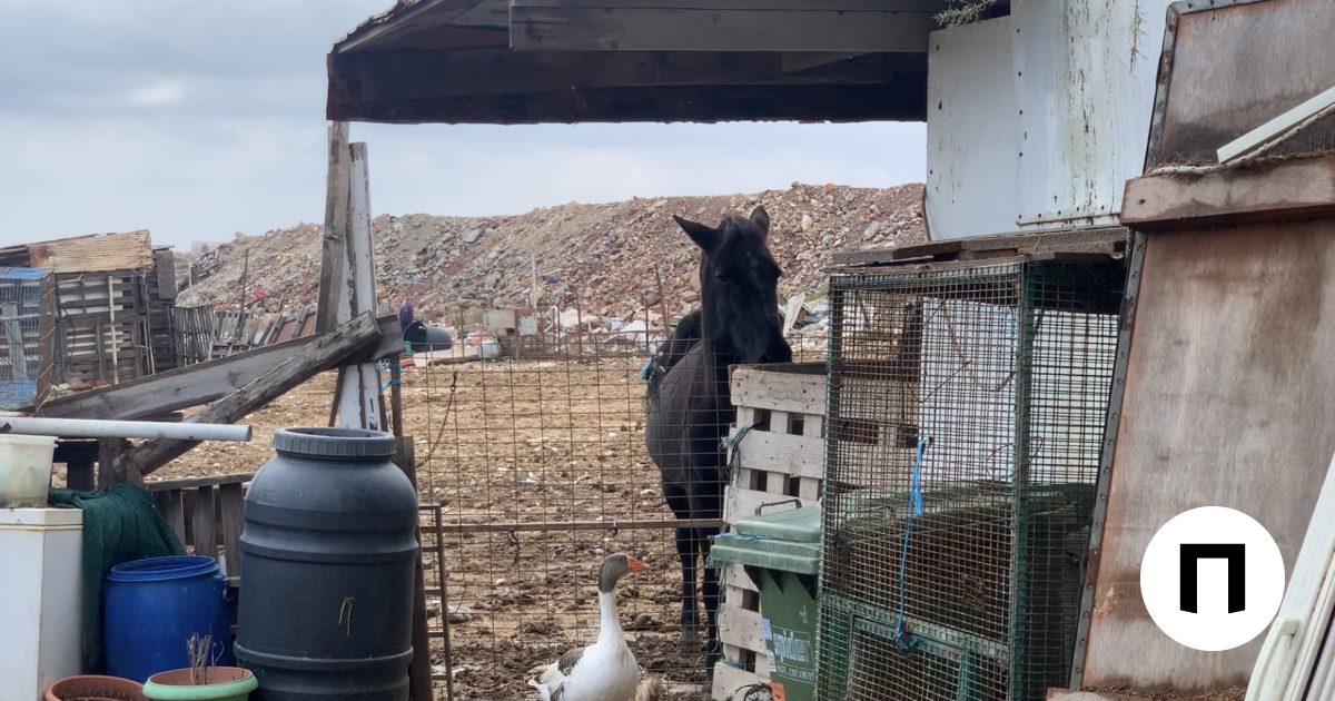 Ένα κολαστήριο ζώων στα παλιά Σφαγεία της Νέας Αλικαρνασσού - PATRIS.GR